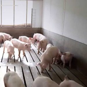 GRP Wall Cladding Sheets Smooth - Polycote